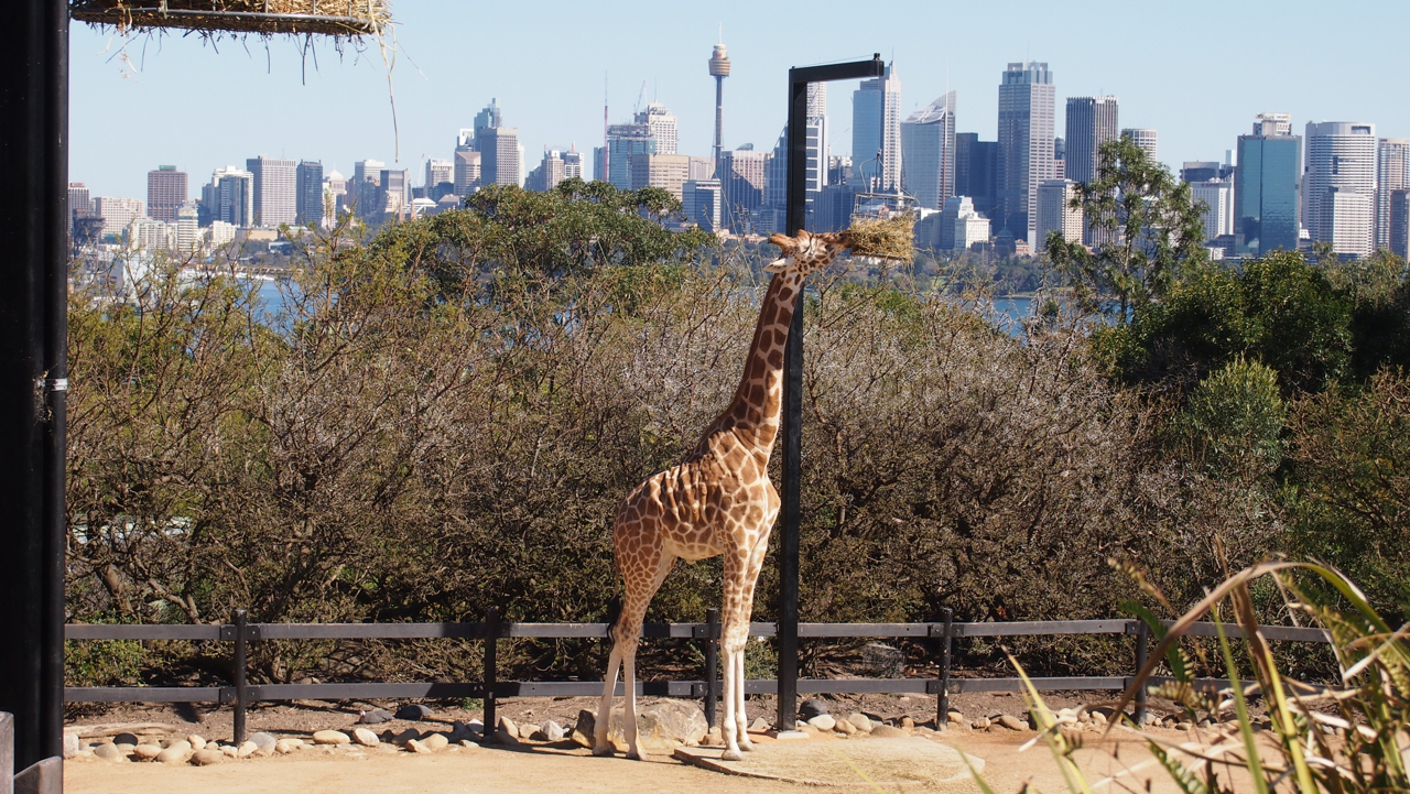 Taronga Zoo - Meetoo